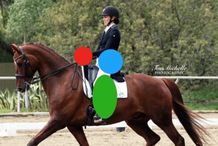 Dressage Training | Home | Amelia Newcomb Dressage